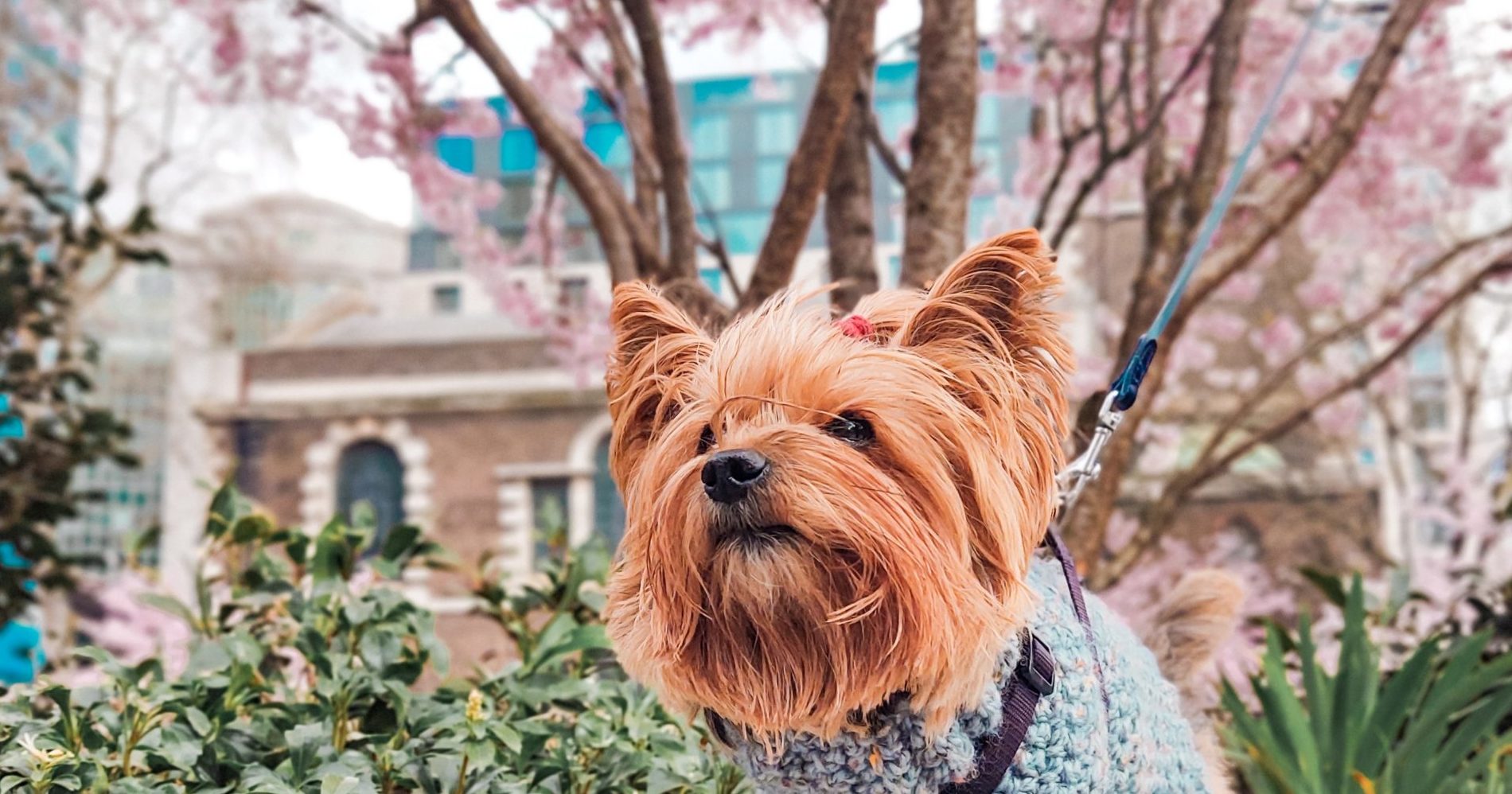 Hazards Of Spring For Your Dog - Be Aware | Naturalistic Hound